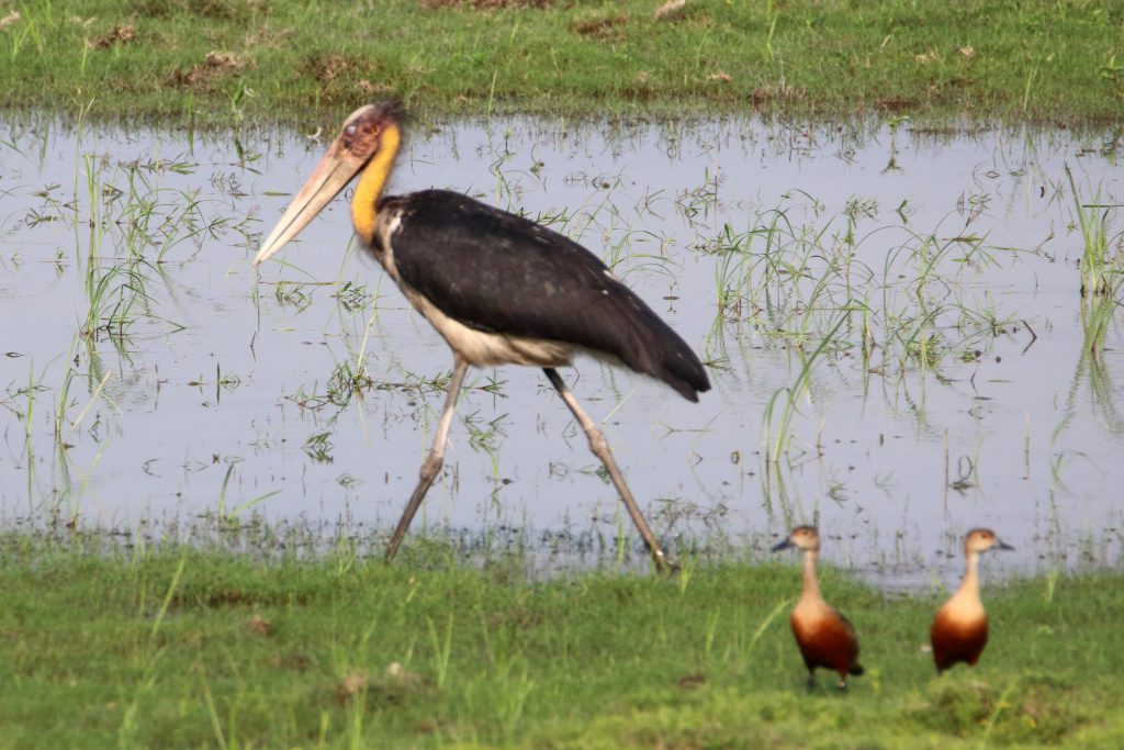 Stork Bird - PixaHive