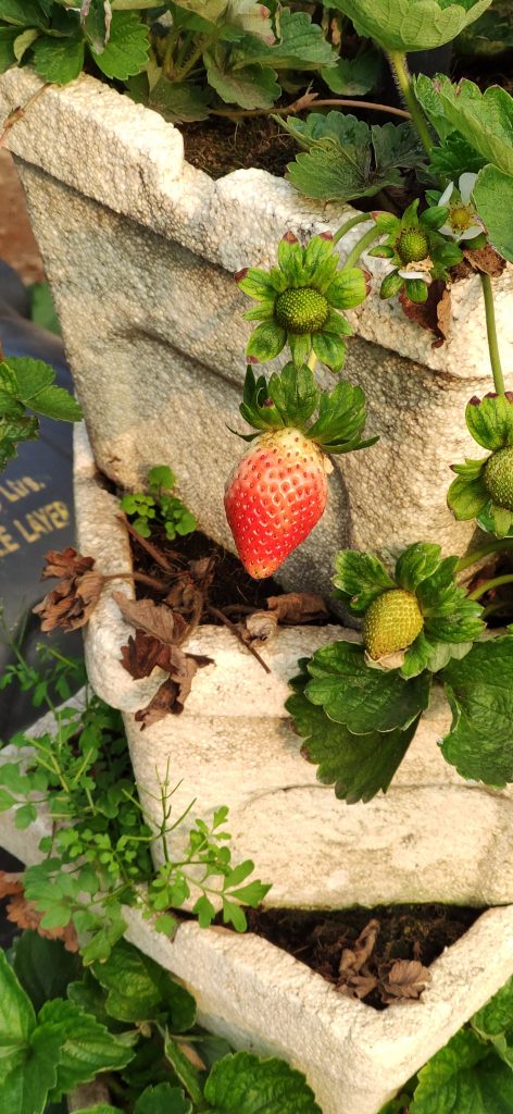 Strawberries on its plant - PixaHive