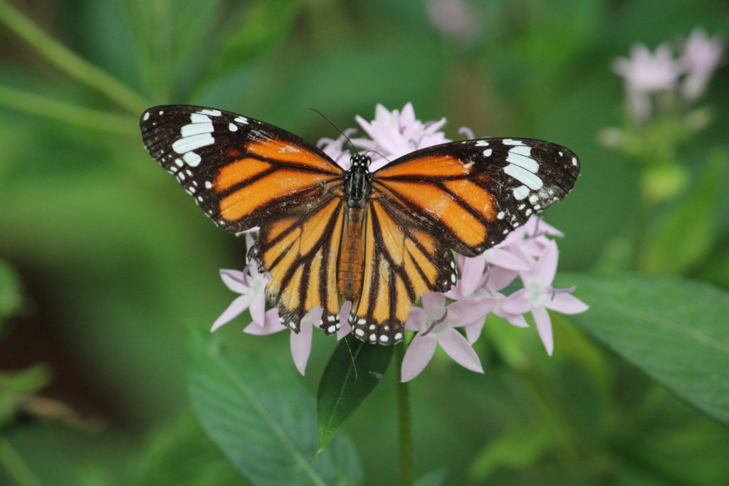 Striped Tiger Butterfly on Focus - PixaHive