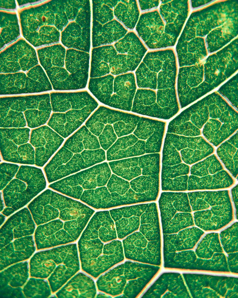 Structure of a leaf - PixaHive