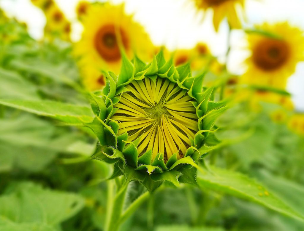 Sun Flower - PixaHive