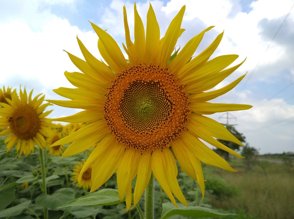 Sun Flower on Focus - PixaHive