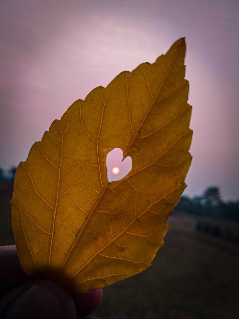 Sun Inside Heart - PixaHive