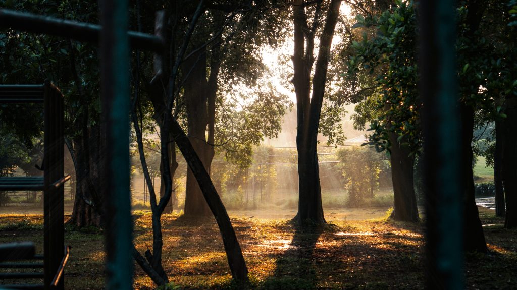 Sun rays through trees - PixaHive