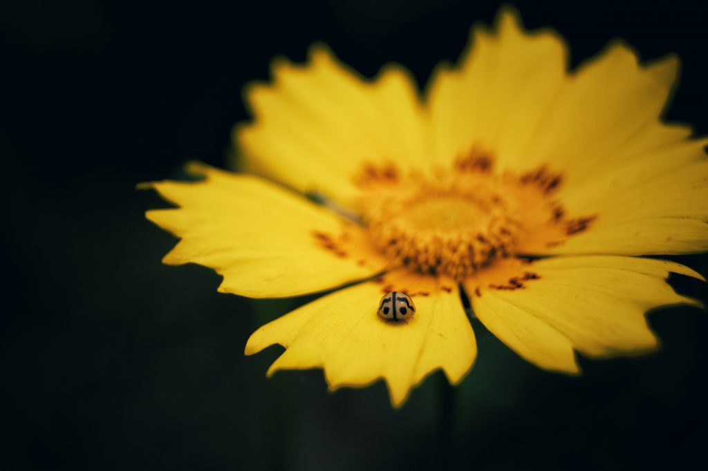 Sunflower - PixaHive