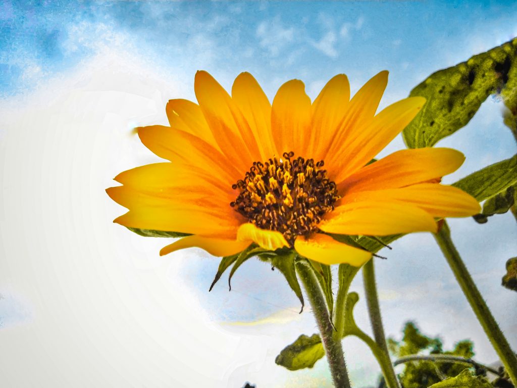 Sunflower - PixaHive