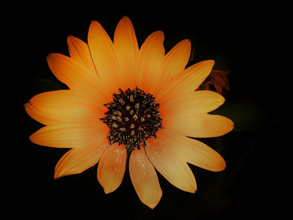 Sunflower - PixaHive