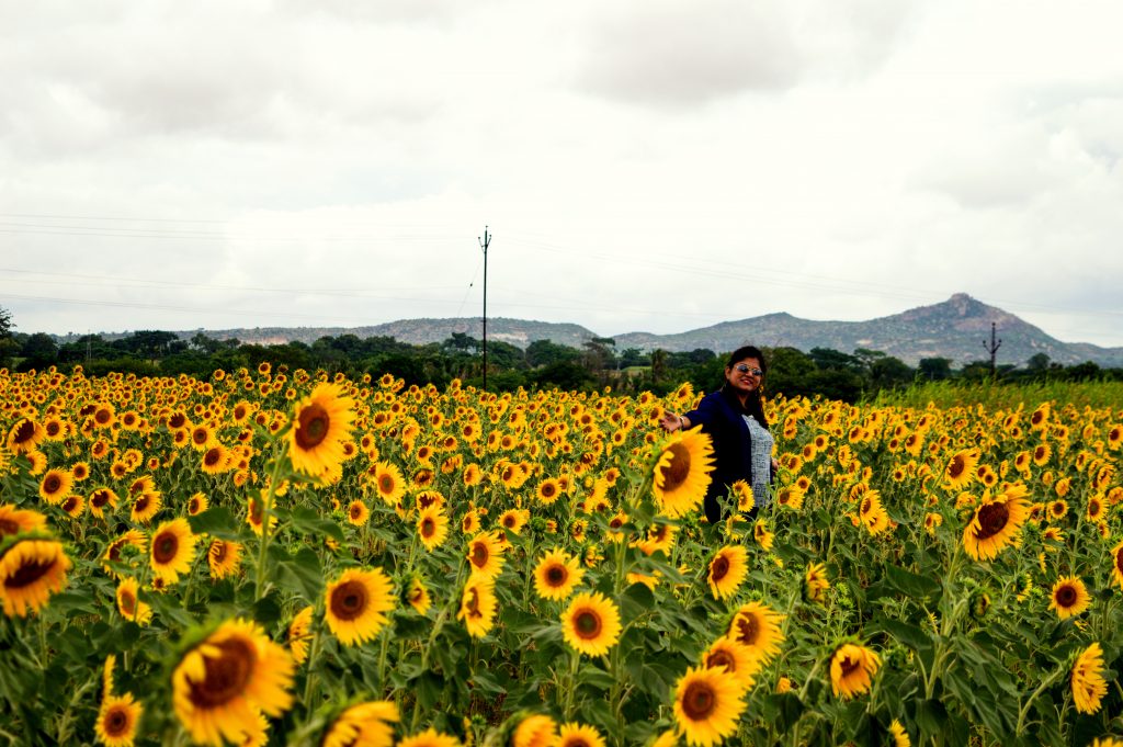 Sunflower Fields - PixaHive