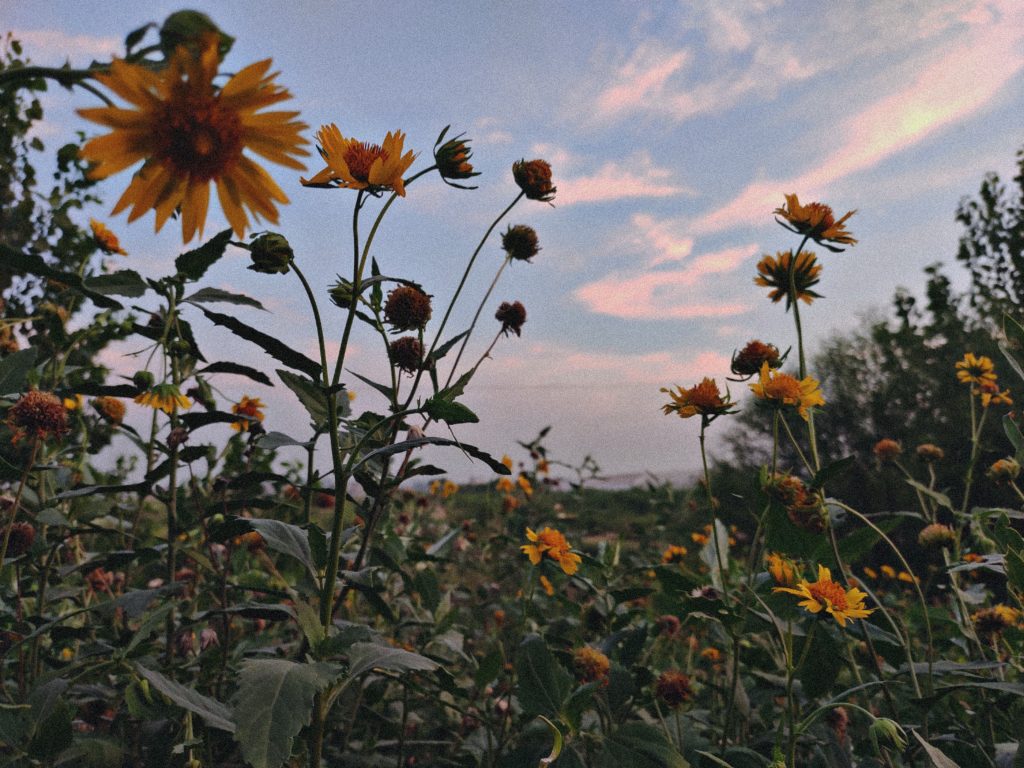 Sunflower Garden - PixaHive