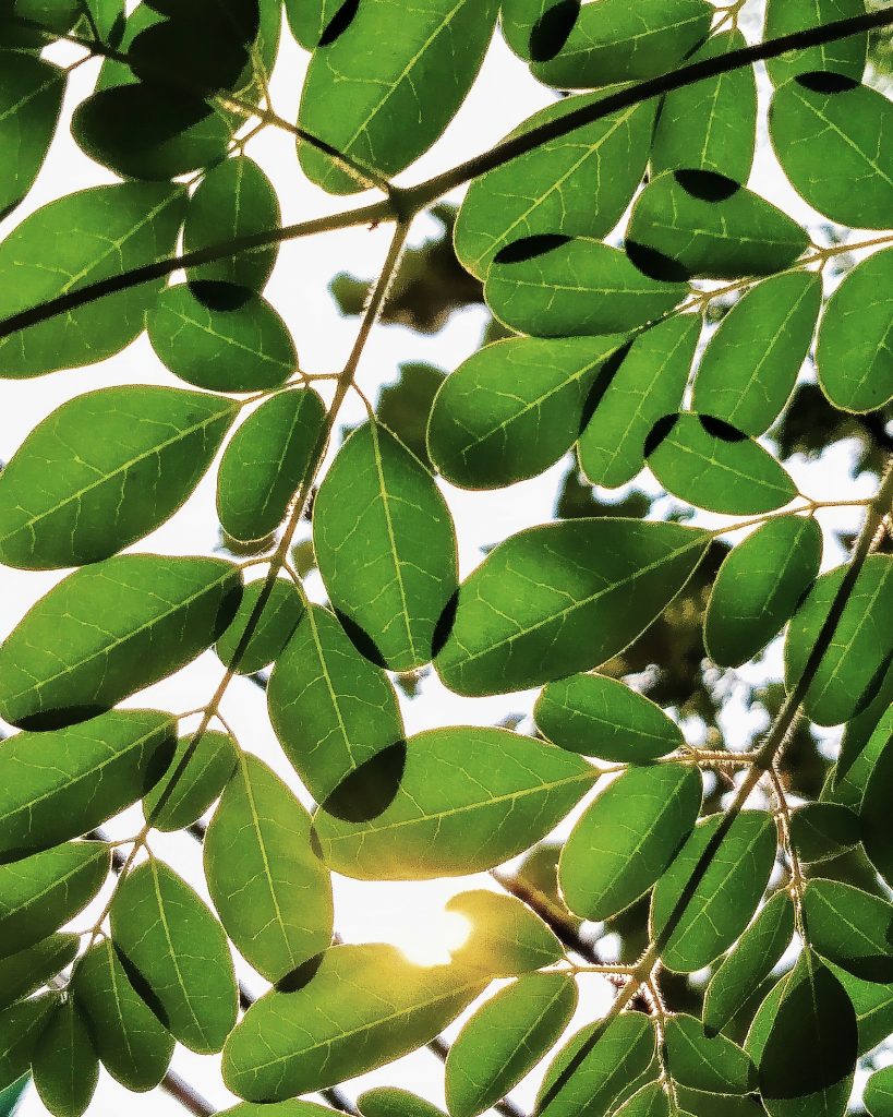 Sunlight through the Leaves - PixaHive