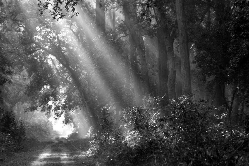 Sunrays falling through trees - PixaHive
