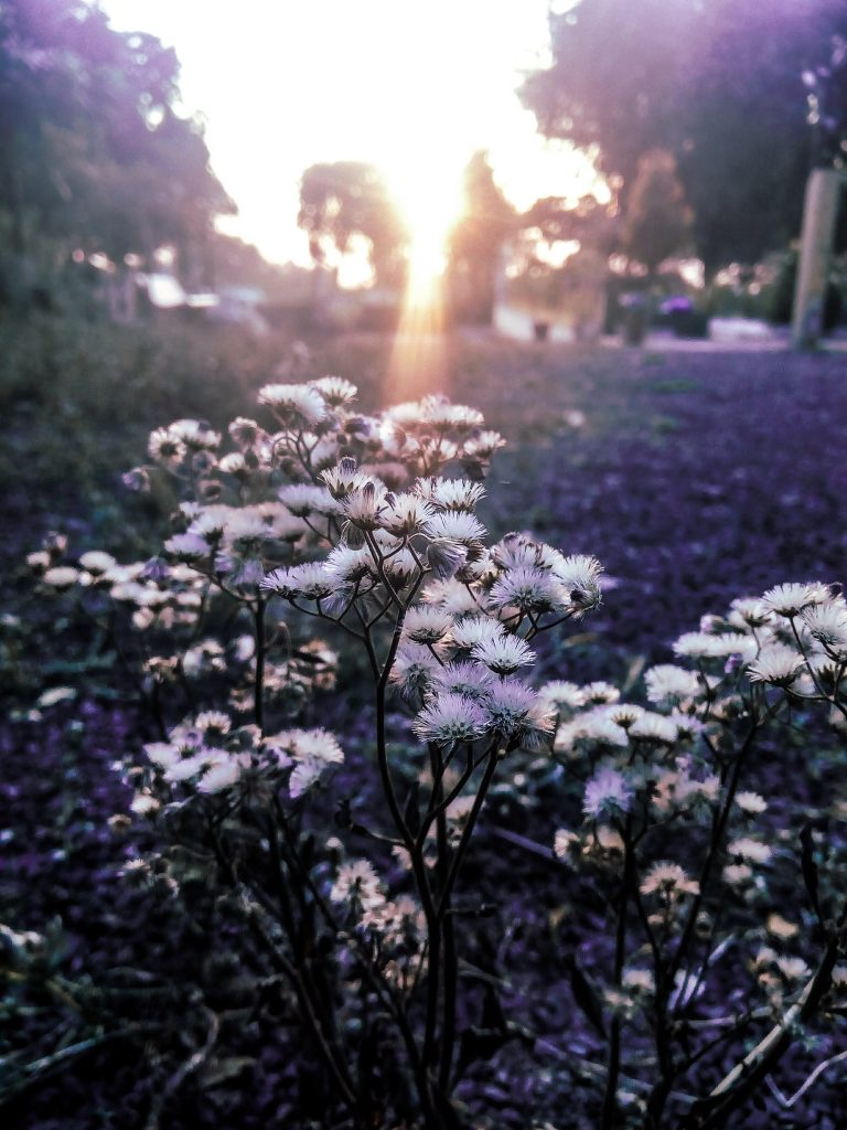Sunrays on a flowering plant - PixaHive