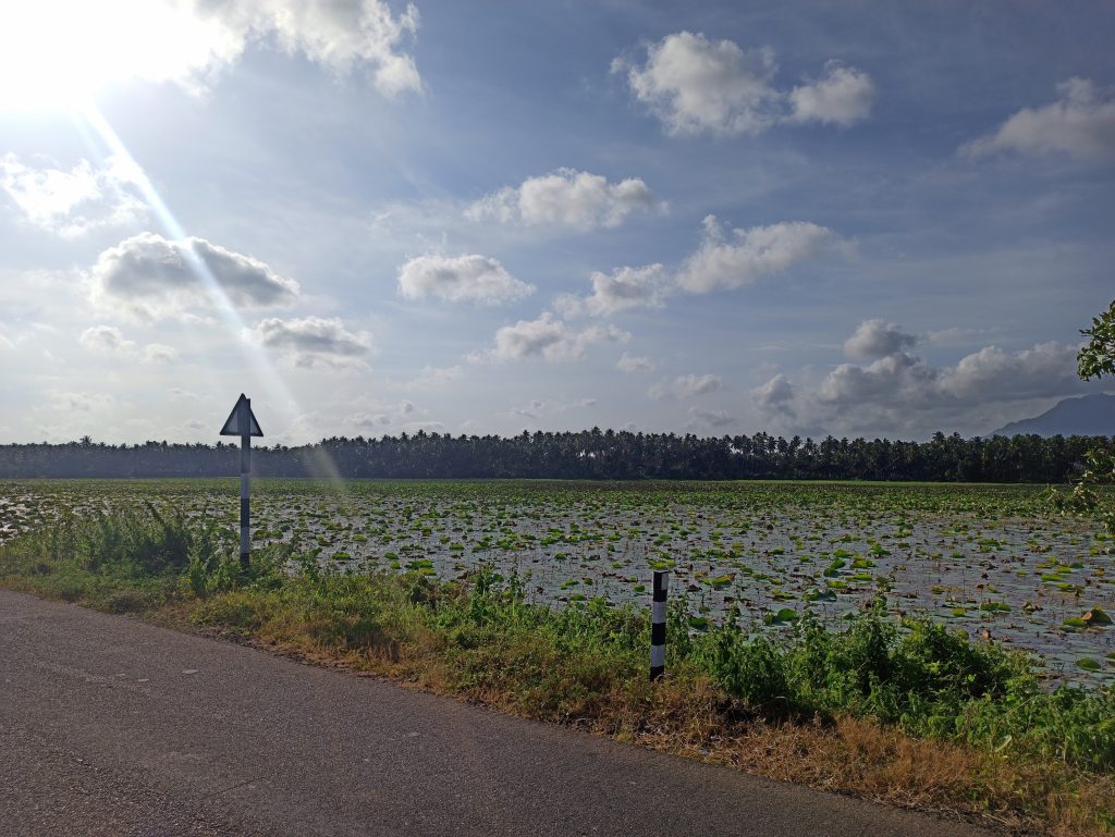Sunshine on pond - PixaHive