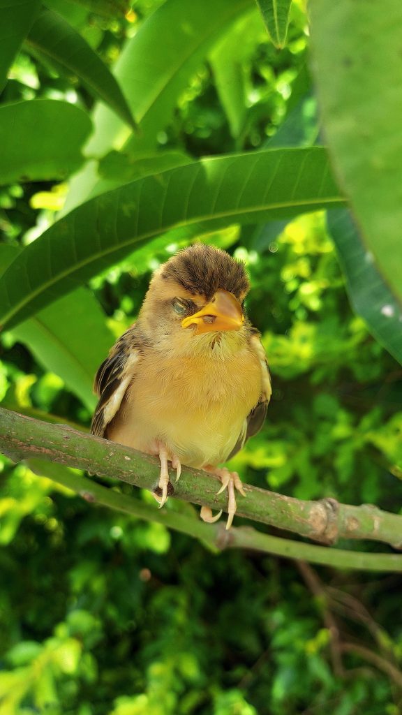 Sweet Bird - PixaHive