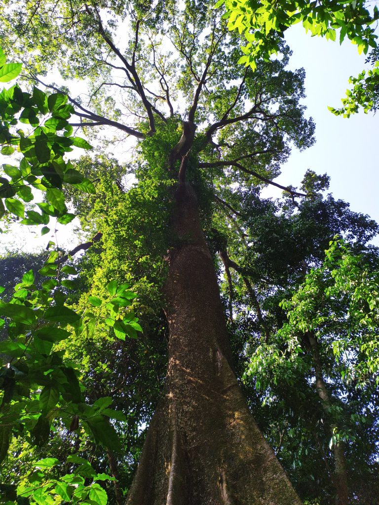 Tall tree - PixaHive