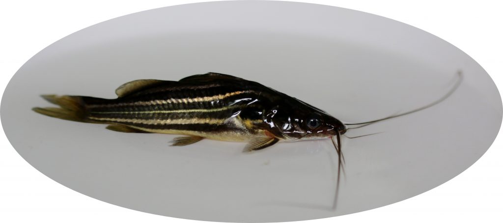 Tengra fish - PixaHive