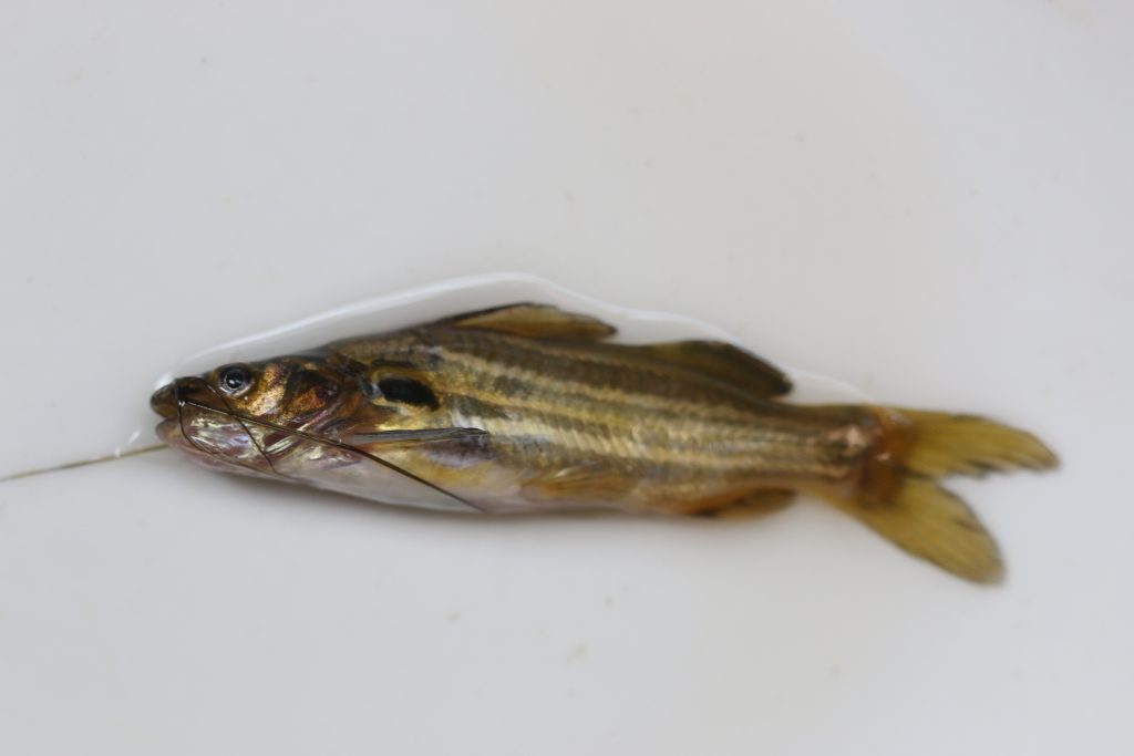 Tengra fish - PixaHive