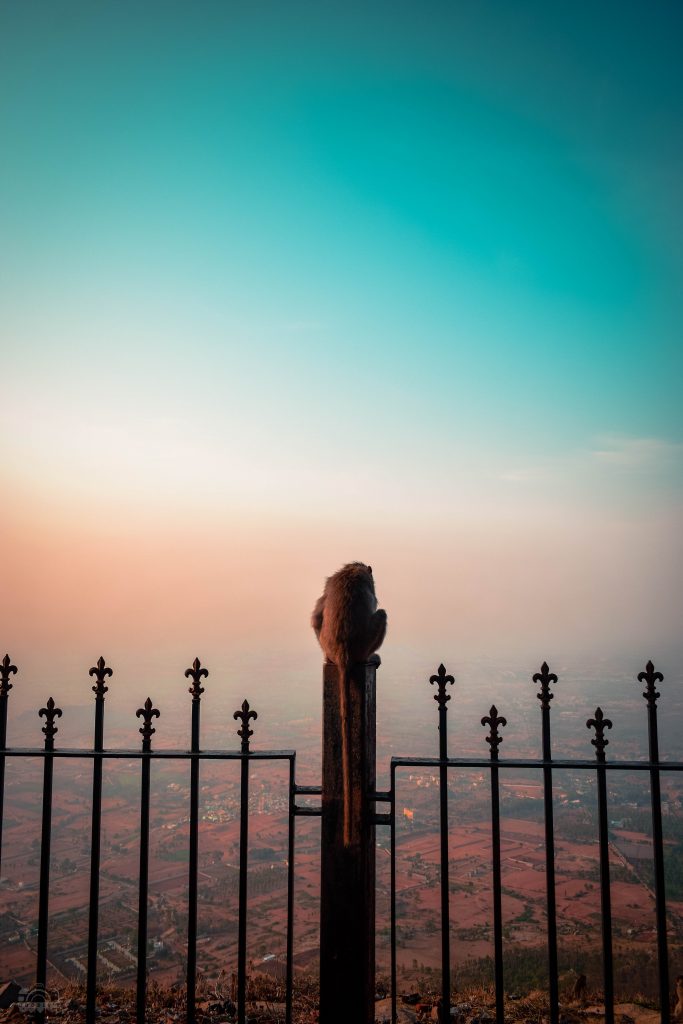 The Loner Monkey - PixaHive