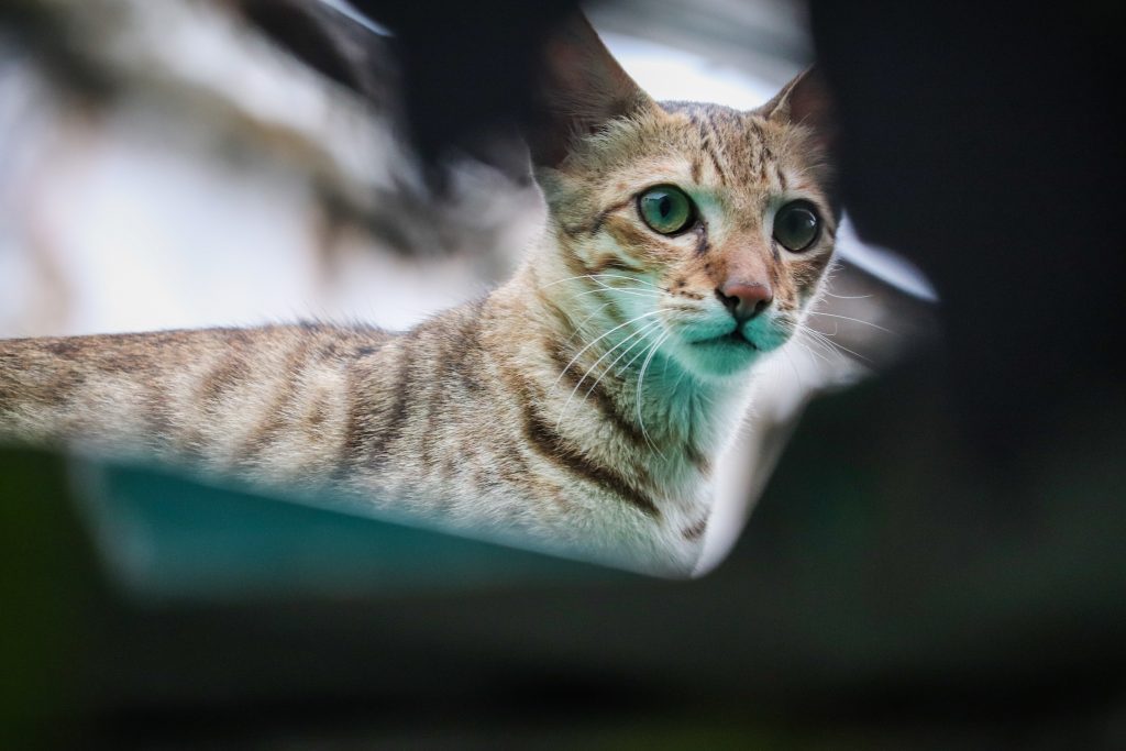 The Secret Cat - PixaHive