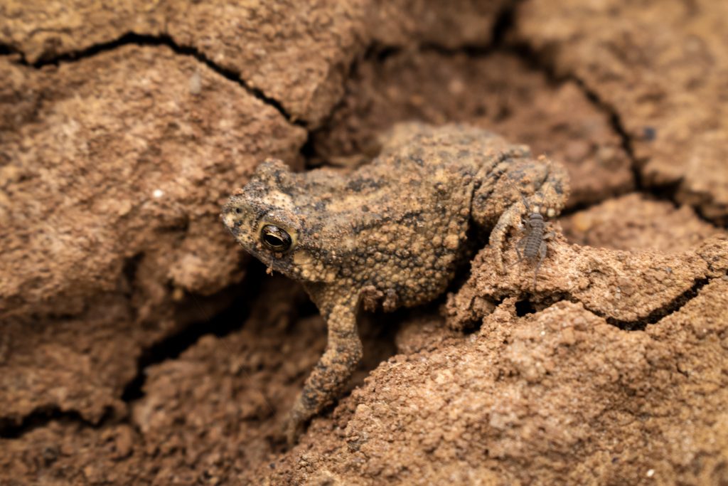 Toad in Dry Mud on Focus Camouflaged - PixaHive