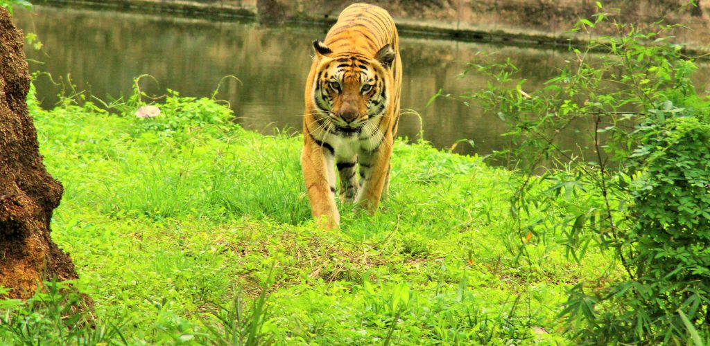 Tiger Walk - PixaHive