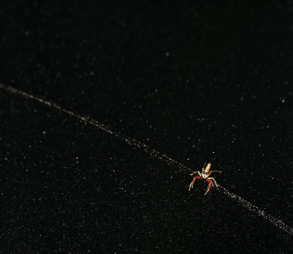 Tiny Golden Spider - PixaHive