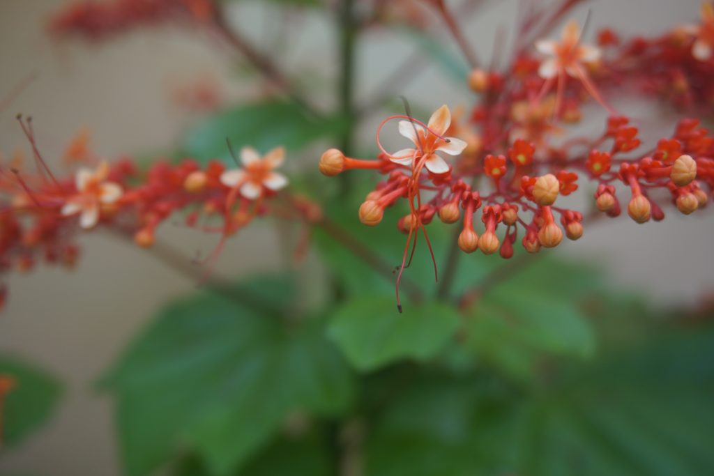 Tiny Orange Flower and Buds - PixaHive