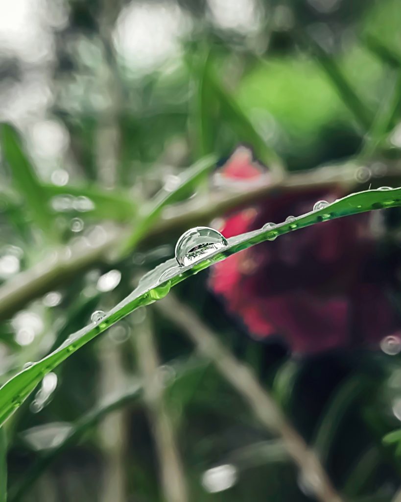 Tiny rain droplet on grass - PixaHive