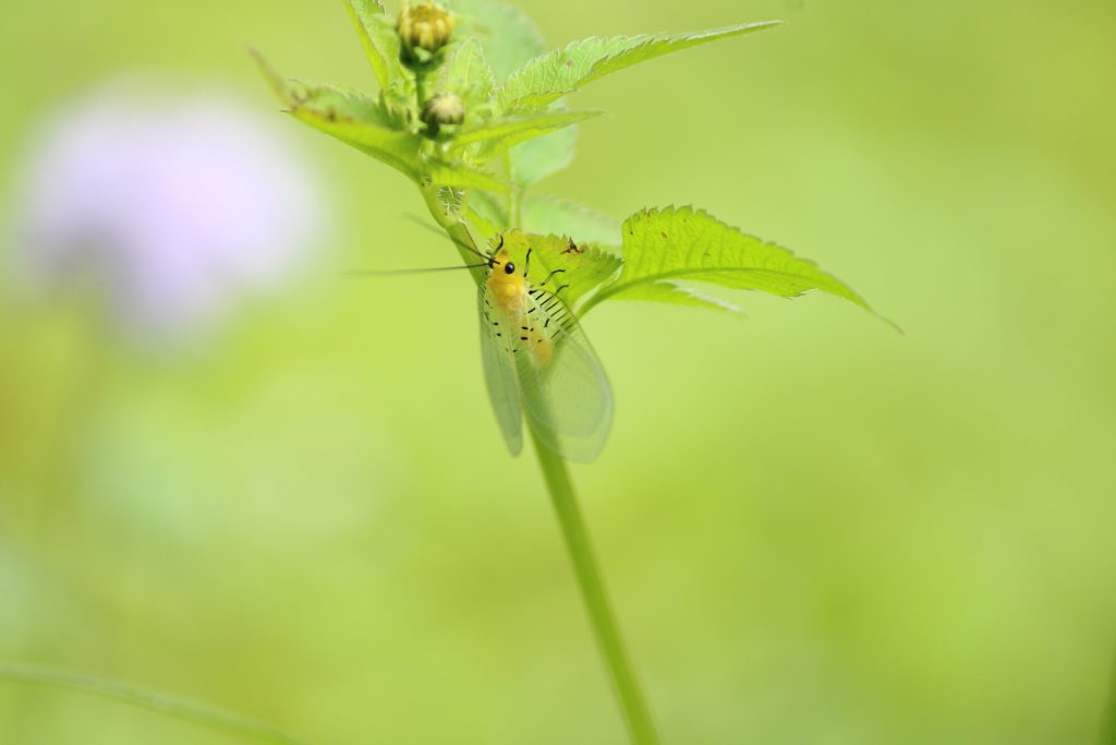 Tiny yellow net-winged insect - PixaHive