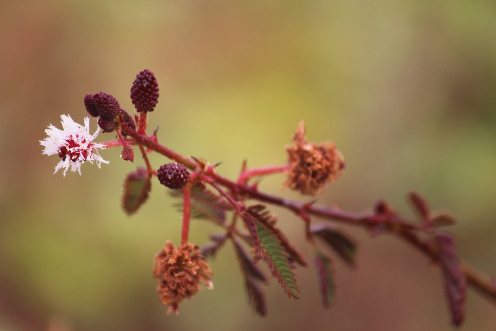 Touch me not plant - PixaHive