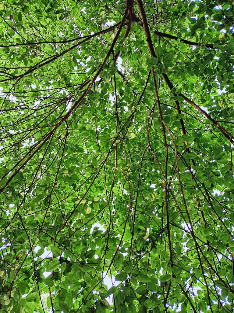 Tree Leaves and Twigs - PixaHive