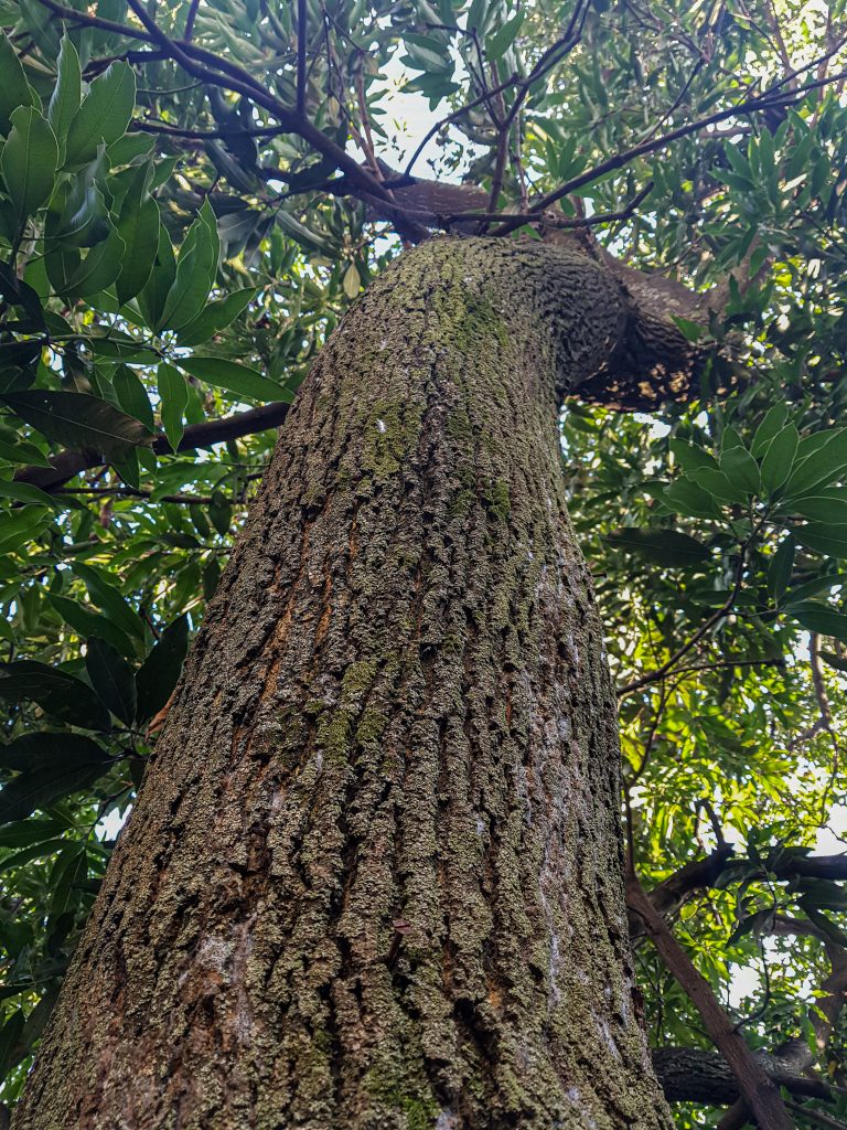 Tree Trunk - PixaHive