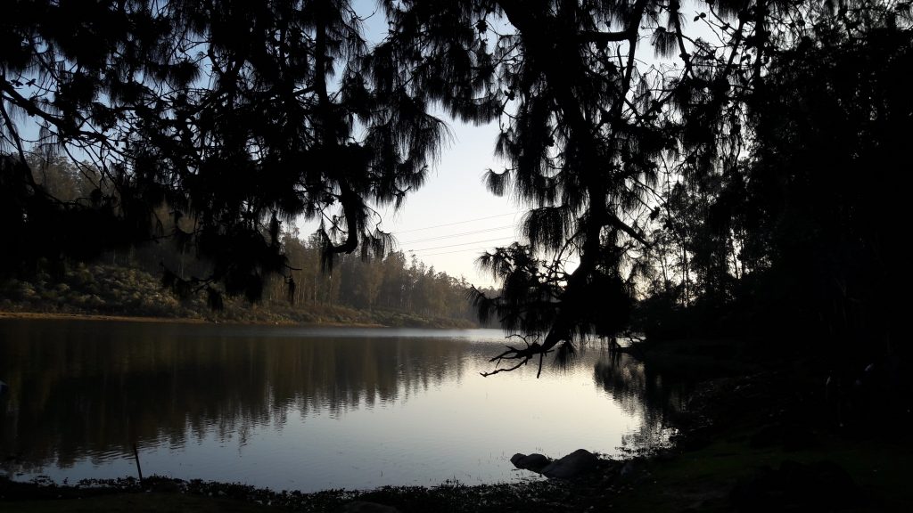 Trees Reflection on Water Lake - PixaHive