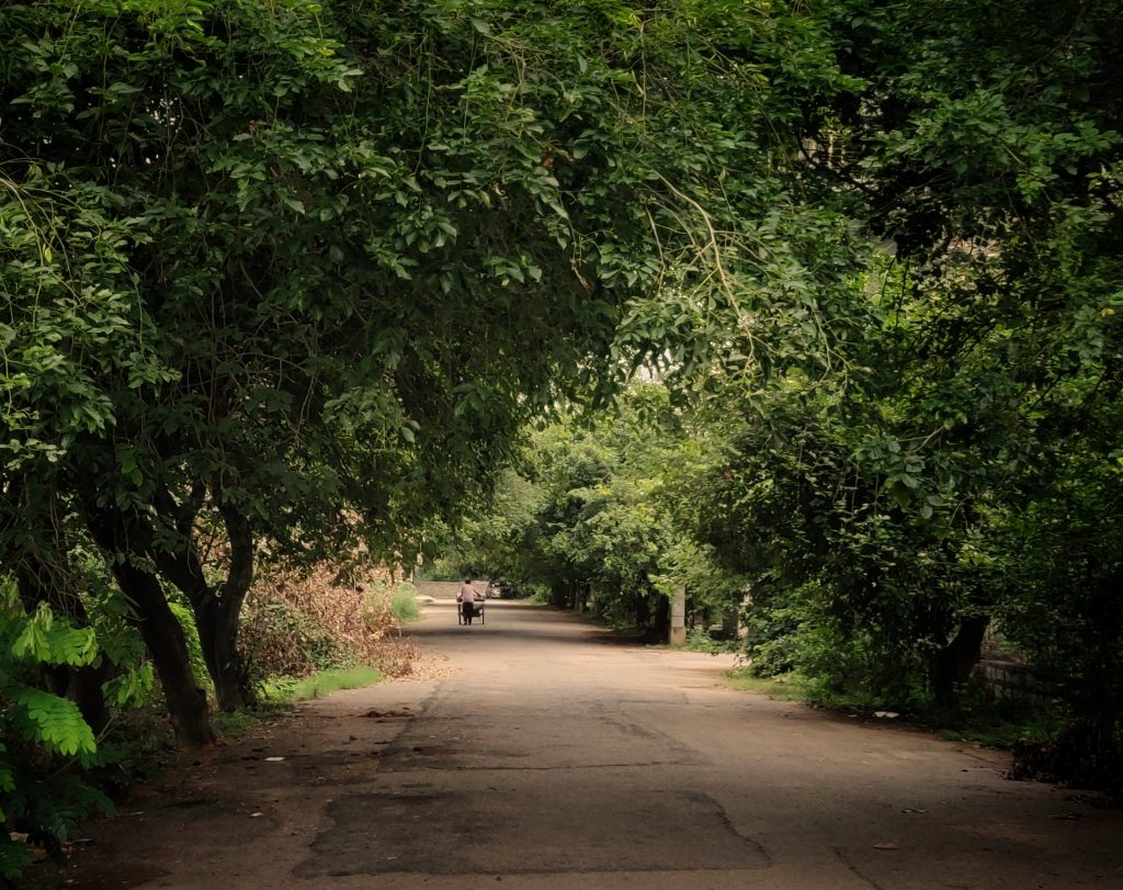Trees beside a road - PixaHive