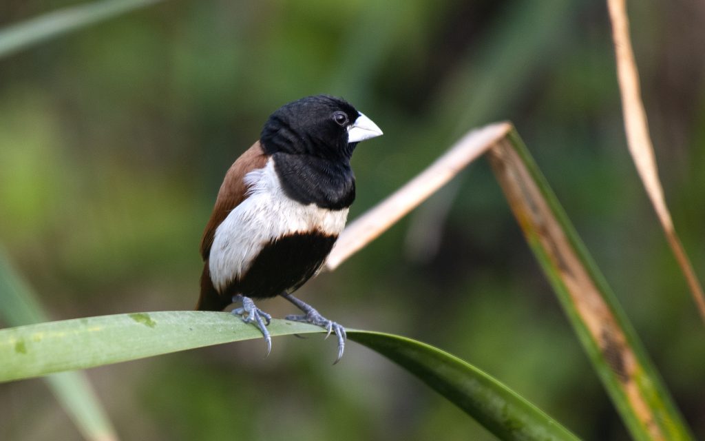 Tri-coloured munia sitting grass - PixaHive