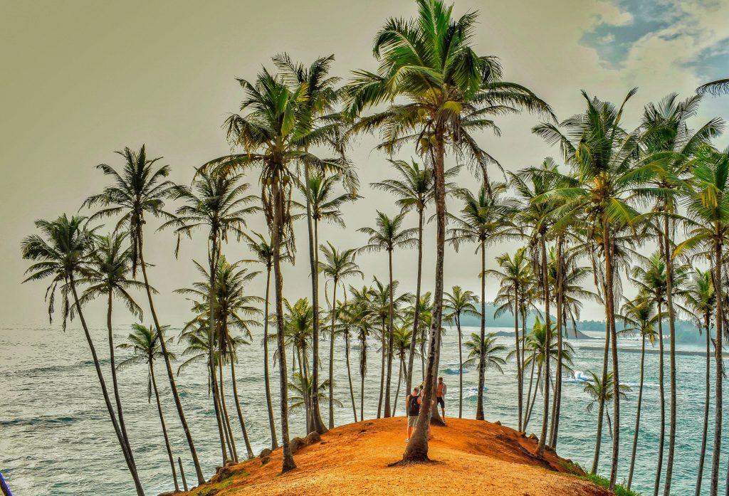 Tropical Coconut Trees - PixaHive