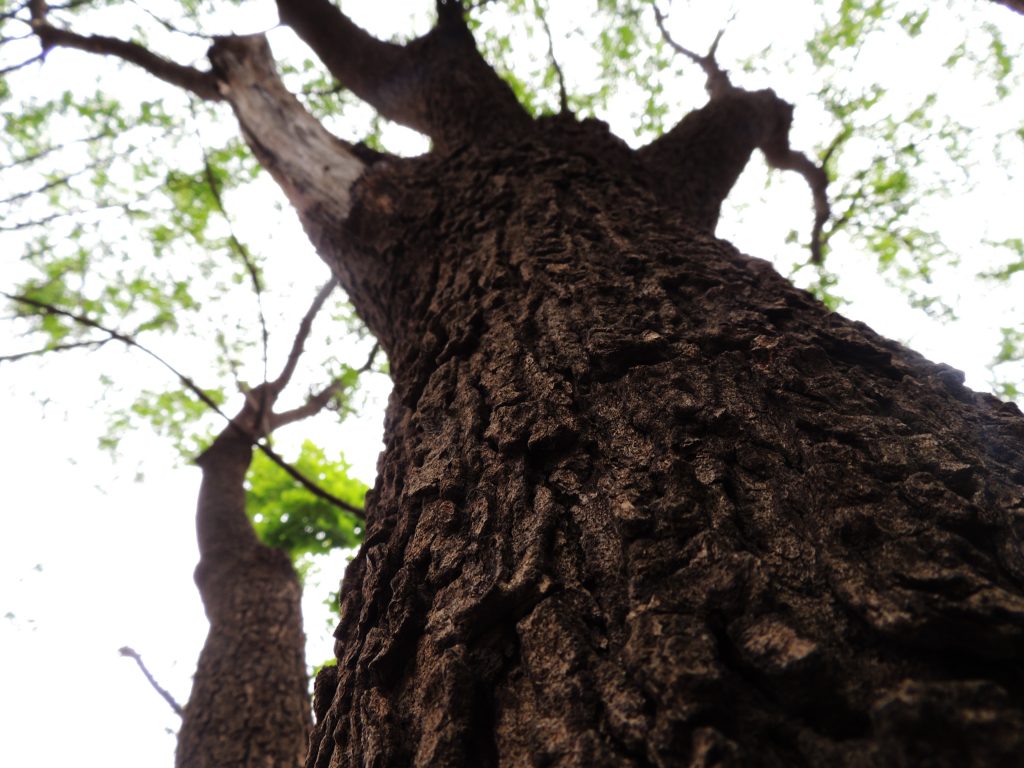 Trunk of a tree - PixaHive