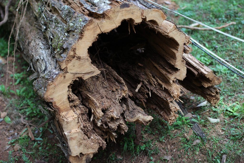Trunk of an old tree - PixaHive