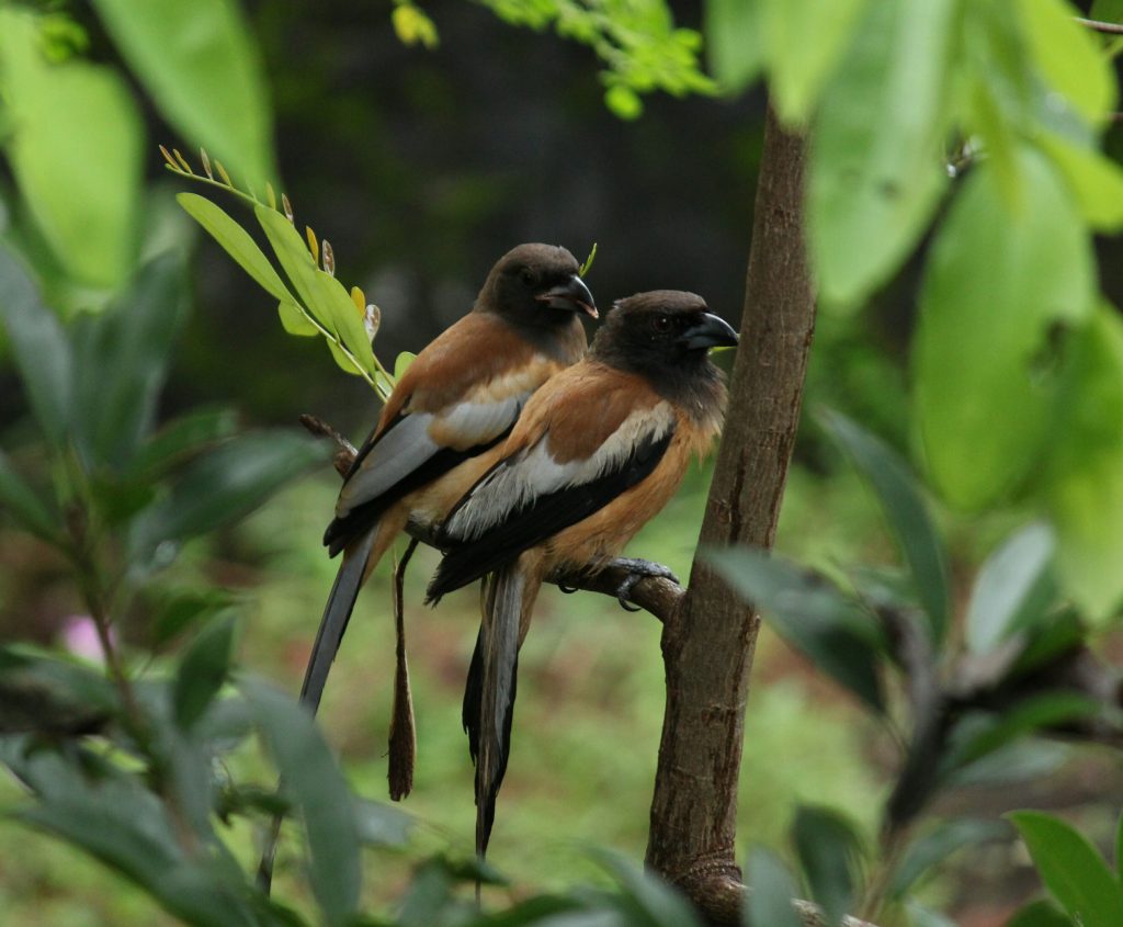 Two Birds sitting on a tree - PixaHive