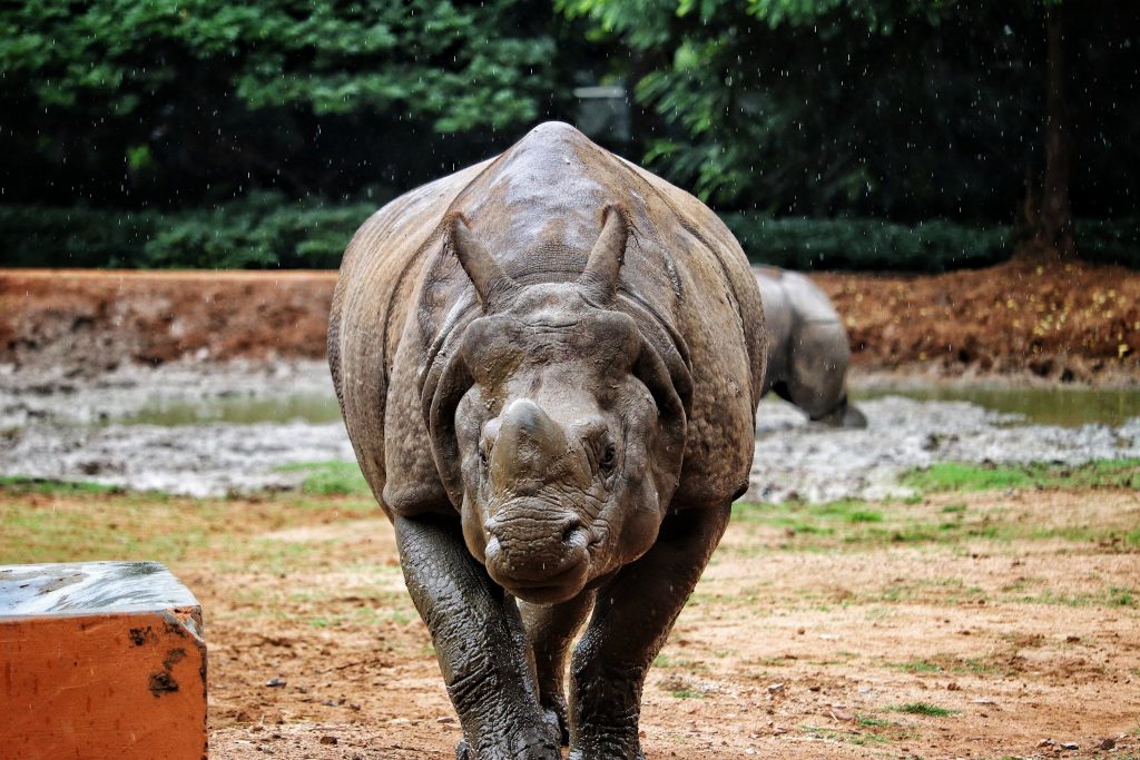 Two Horned Rhinoceros - PixaHive