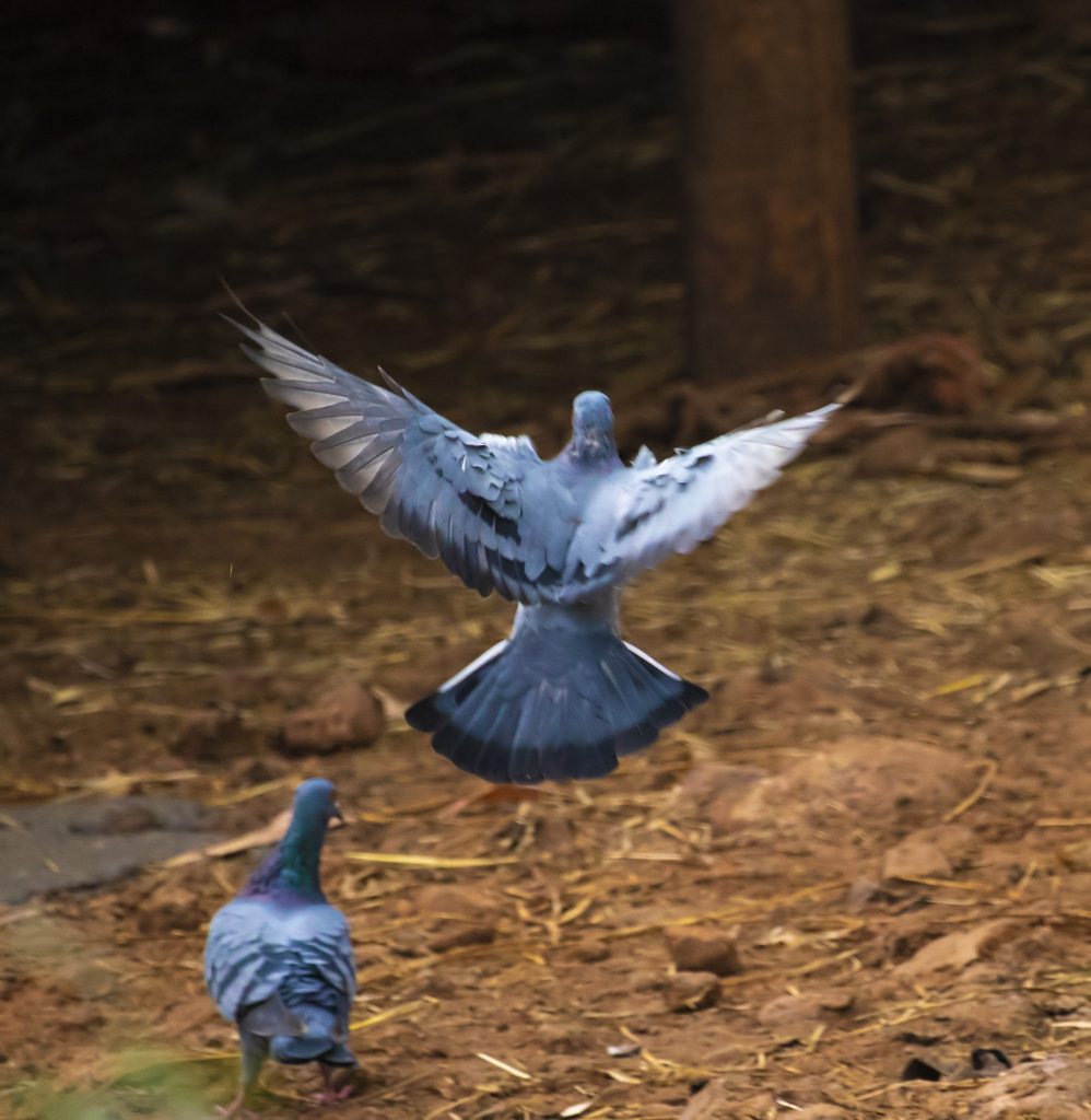 Two Pigeon Bird - PixaHive