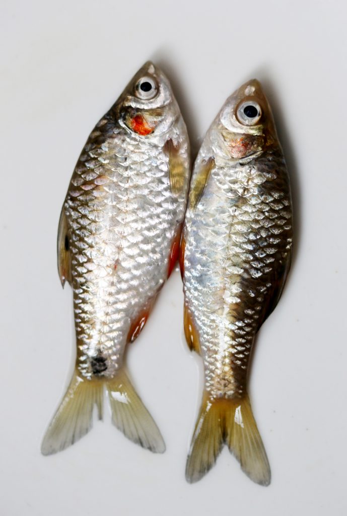 Two barb fish - PixaHive