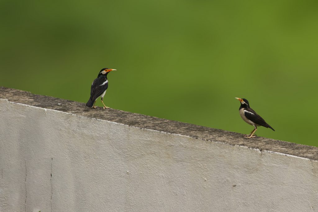 Two birds on a boundary wall - PixaHive
