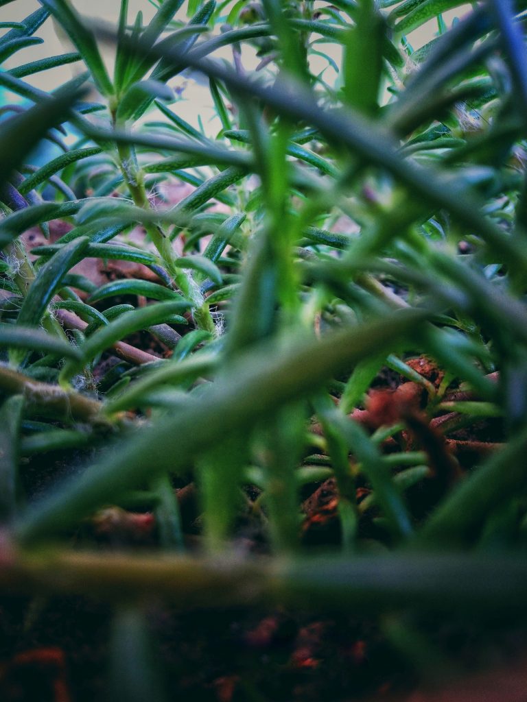 Under the grass - PixaHive
