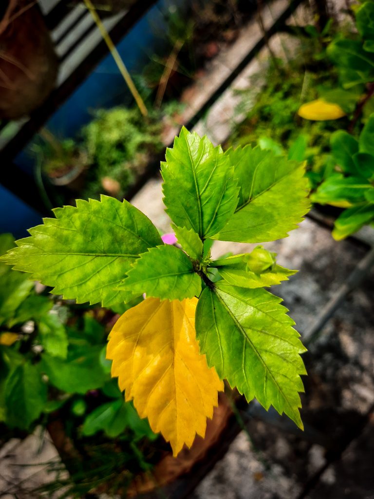 Varieties colour of a hibiscus tree leaf - PixaHive
