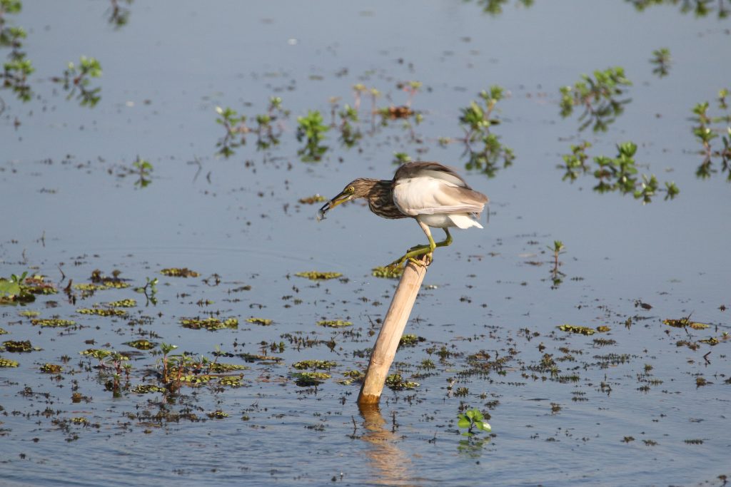 Water Bird on a Stick - PixaHive