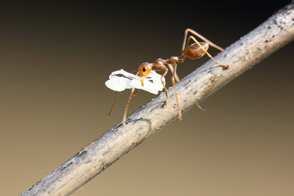 Weaver ant on a stick - PixaHive