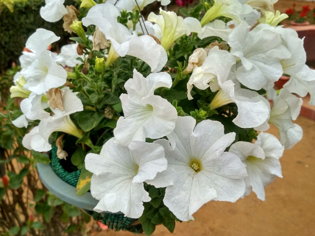 White flowers in a garden - PixaHive