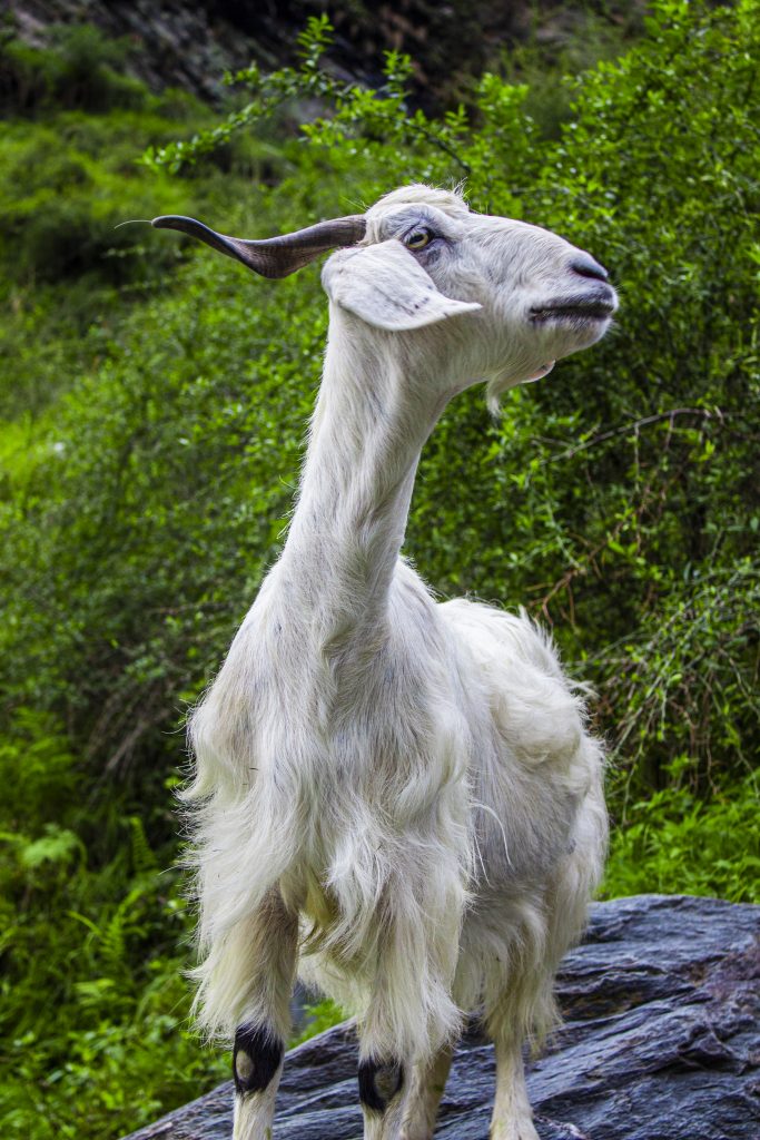 White goat - PixaHive