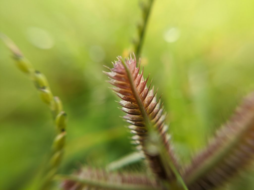 Wild Grass - PixaHive